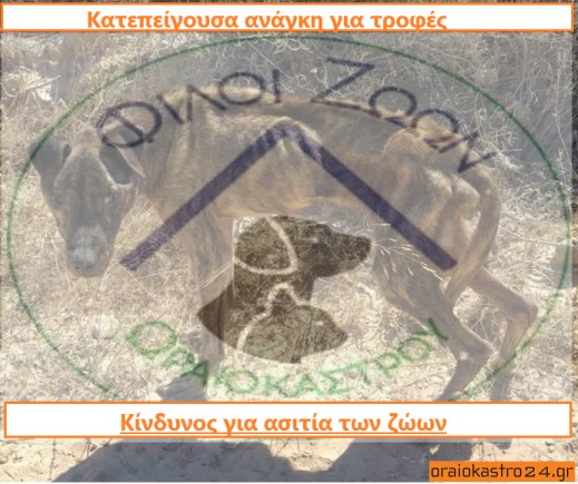 Ωραιόκαστρο: Κατεπείγουσα ανάγκη για τροφές απο τη Φιλοζωική - Κίνδυνος ...