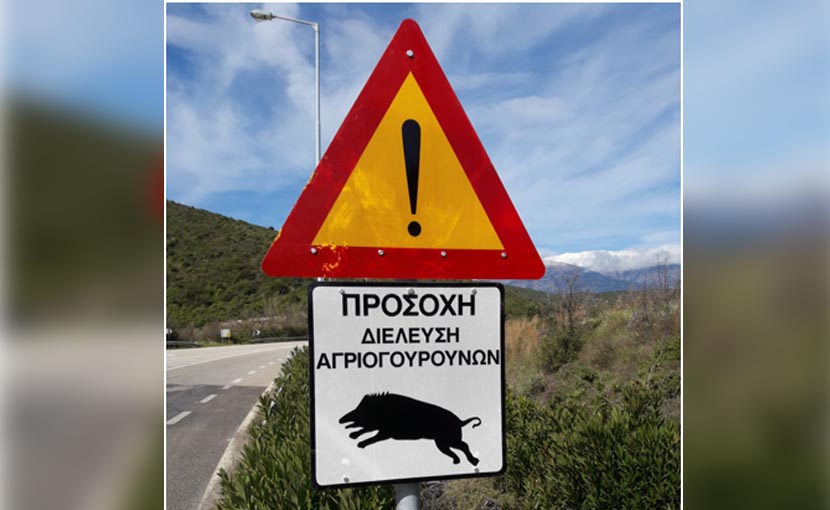 Πώς μπορούν να μειωθούν τα θανατηφόρα τροχαία με αγριογούρουνα- Εξηγεί ...