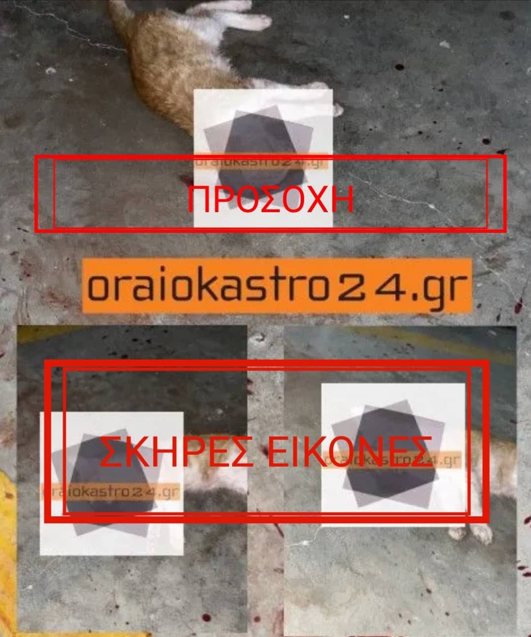 Κτηνωδία και στο Ωραιόκαστρο - Δολοφόνησαν 3μηνων γατάκι με ...