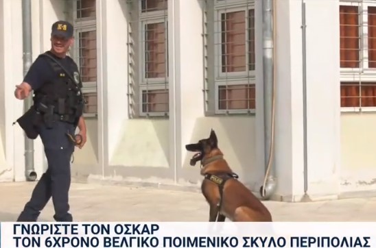 Θεσσαλονίκη: Αστυνομικός βελγικός ποιμενικός σκύλος κλέβει τις ...