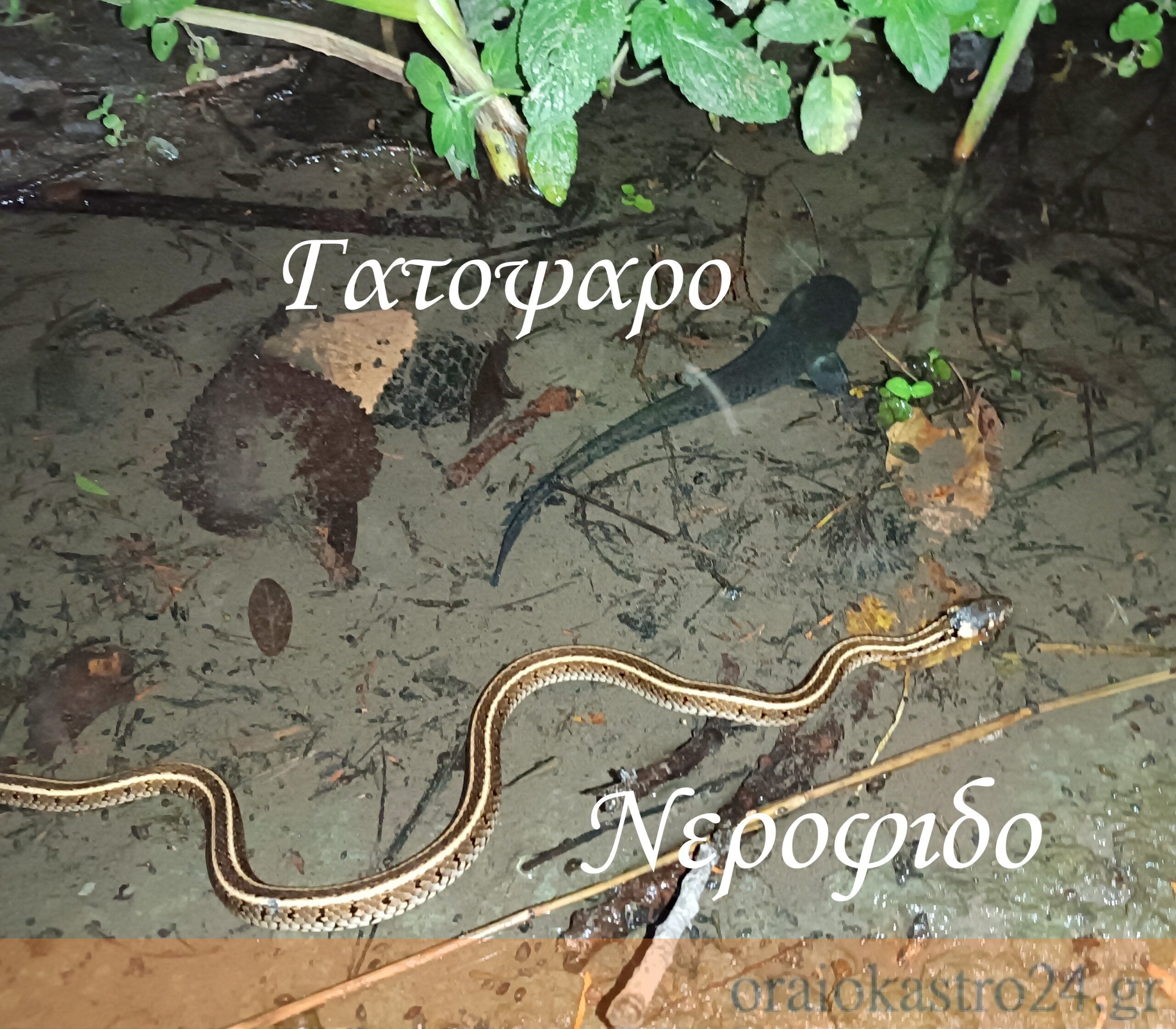 Νερόφιδο μαζί με Γατόψαρο στη λίμνη Ωραιοκάστρου! Βιντεο - oraiokastro ...