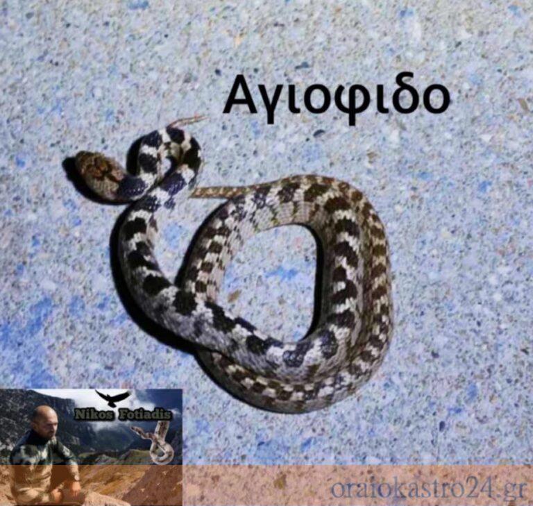 Το «Φιδάκι της Παναγίας» Βρέθηκε στο Ωραιόκαστρο: Ένα Αγιόφιδο με ...